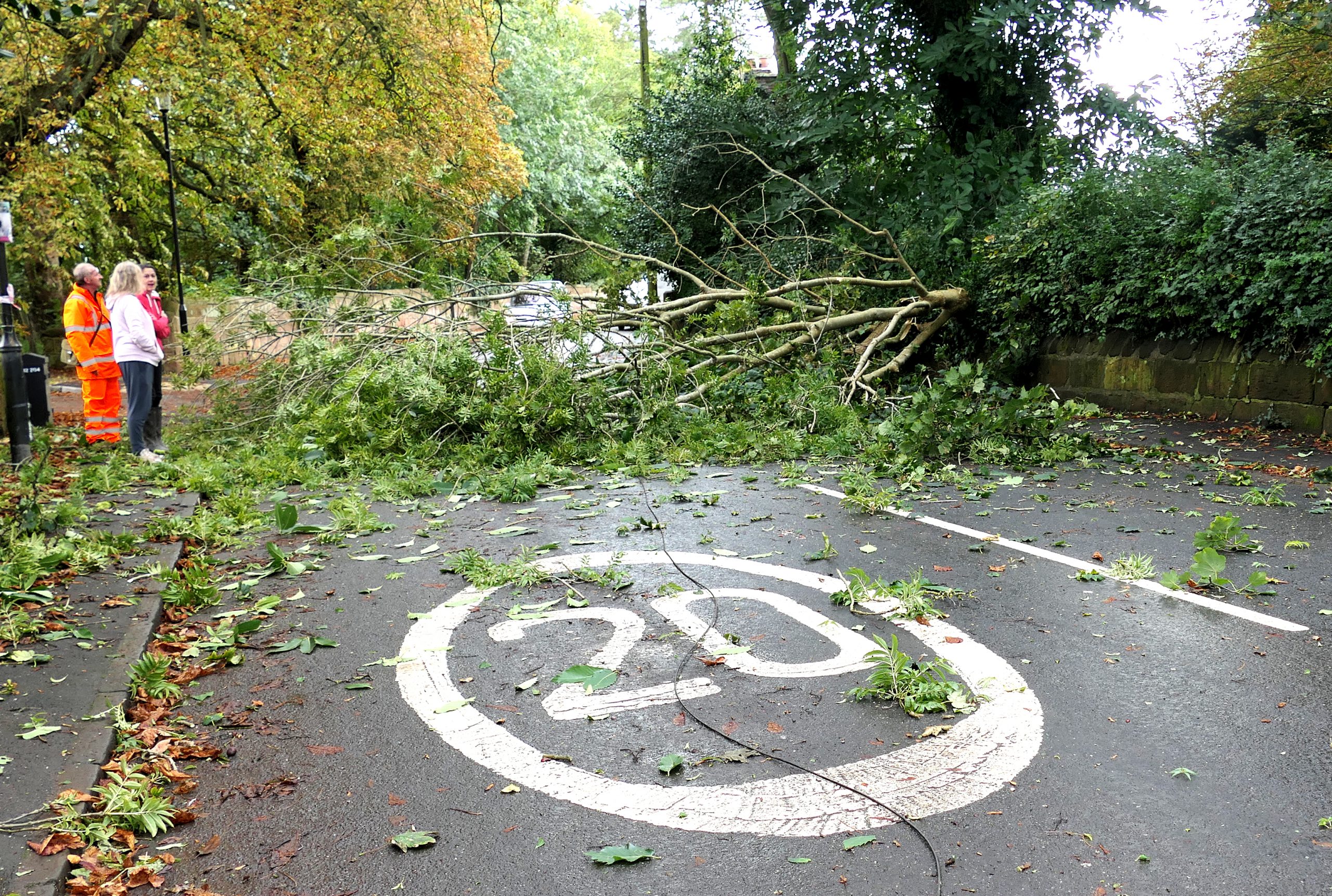 Fallen Tree - Eastham Village Preservation Association